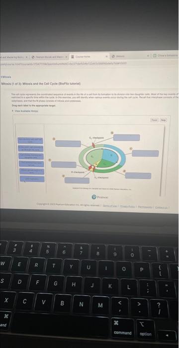 Solved The cell cycle represents the coordinated sequence of | Chegg.com