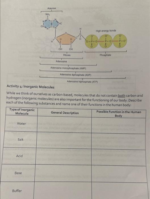 Solved Activity 4 : Inorganic Molecules While we think of | Chegg.com