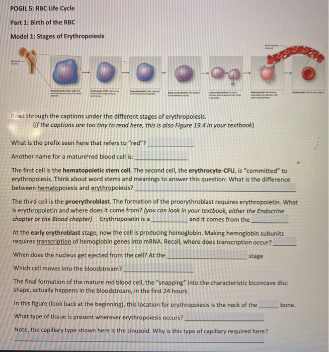 Solved POGIL 5: RBC Life Cycle Part 1: Birth of the RBC | Chegg.com