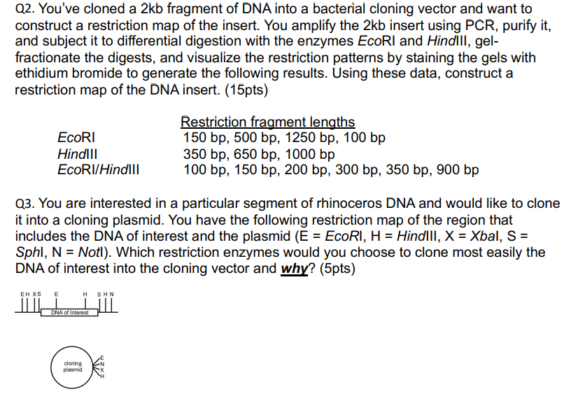 Solved Q2. ﻿You've cloned a 2kb ﻿fragment of DNA into a | Chegg.com