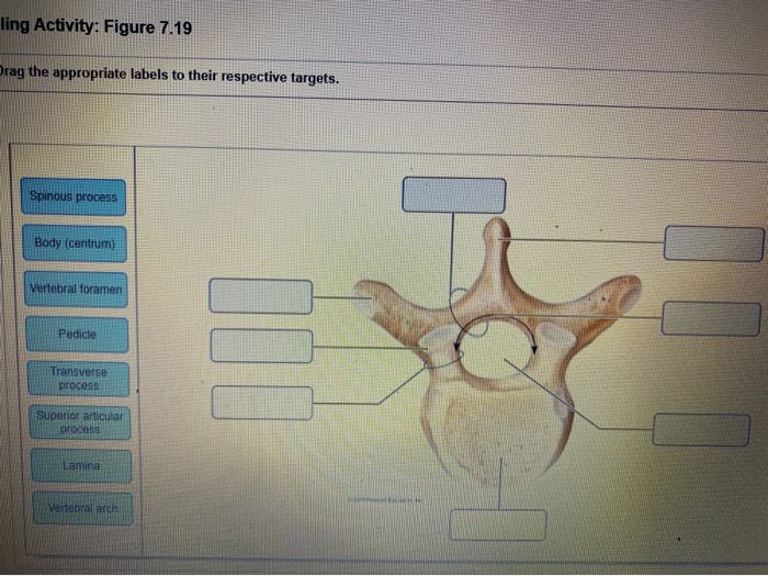 Solved ling Activity: Figure 7.19 Drag the appropriate | Chegg.com