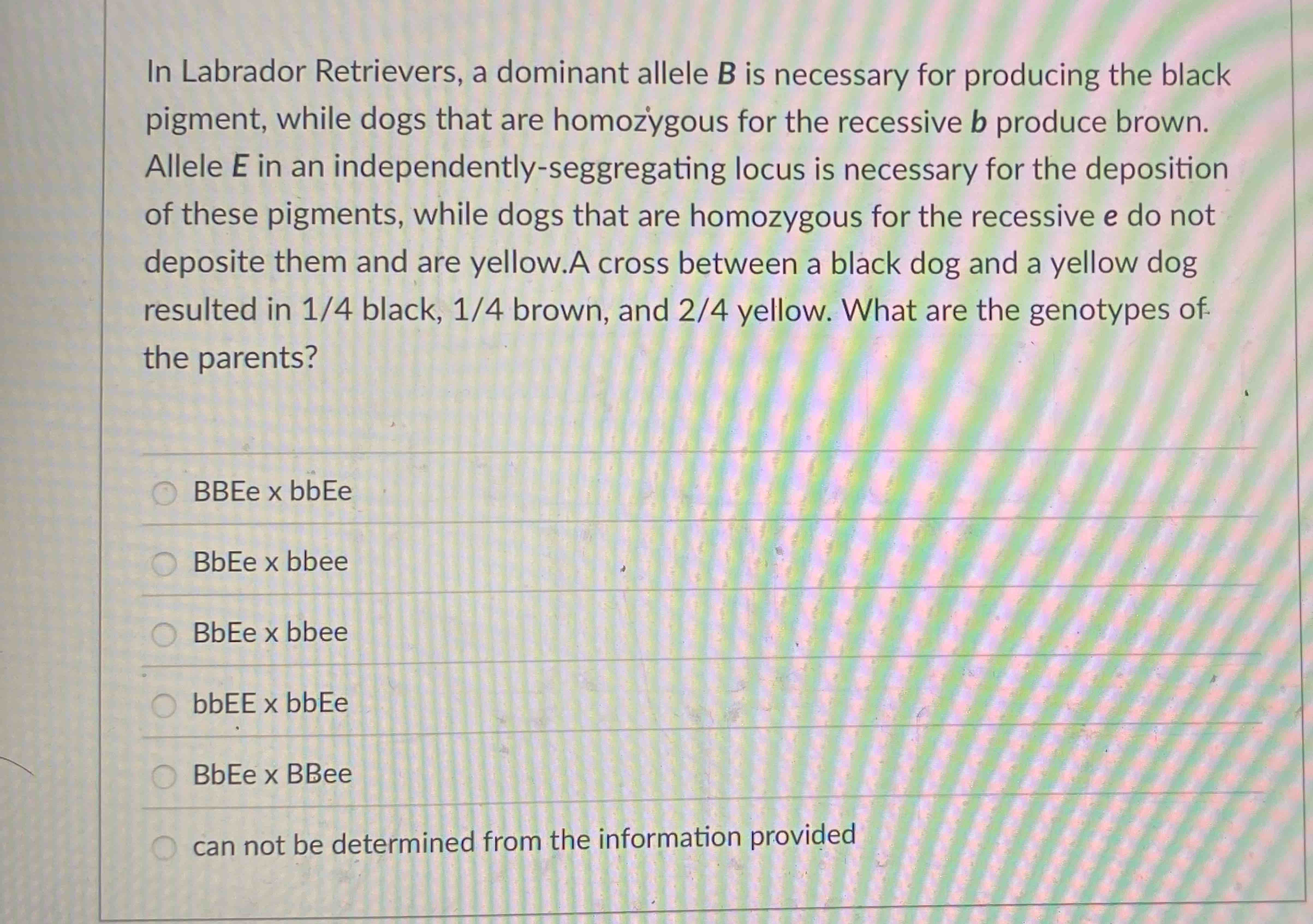 Solved In Labrador Retrievers, a dominant allele B is | Chegg.com