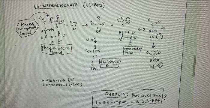 Solved 1,3 -BISPHOGLYCERATE (1,3−BPG) QuESTION: How does | Chegg.com