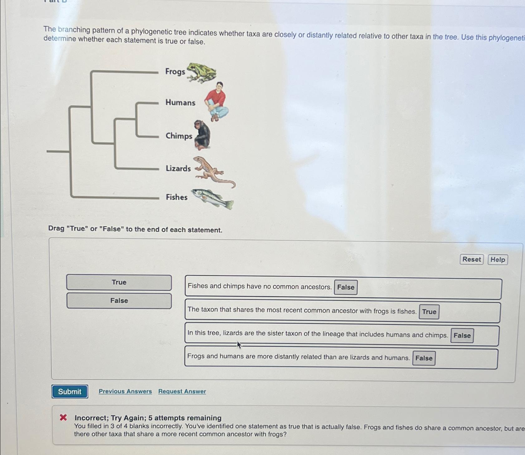 Solved The branching pattern of a phylogenetic tree | Chegg.com
