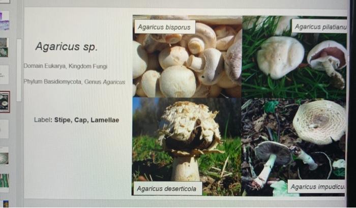 Solved Agaricus bisporus Agaricus pilatianu Agaricus sp. | Chegg.com