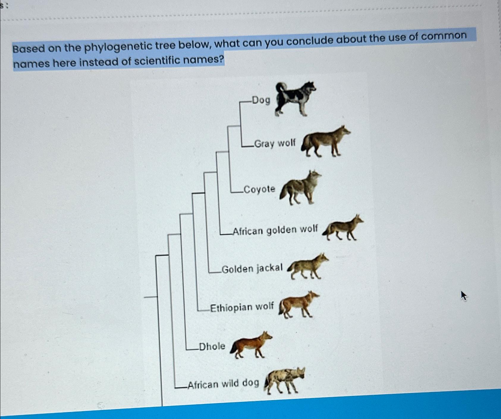 Solved Based on the phylogenetic tree below, what can you | Chegg.com