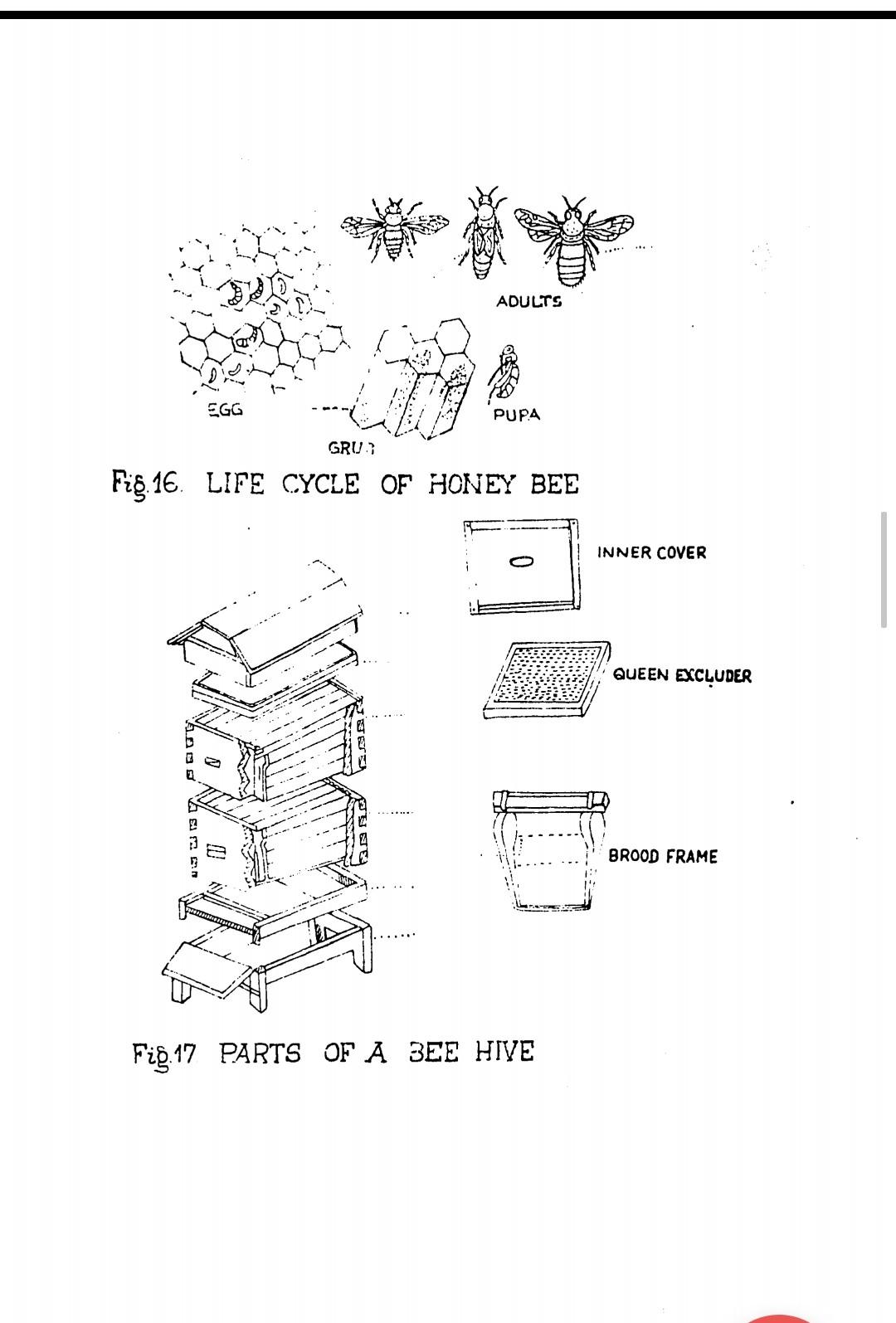 Solved Fig.16. LIFE CYCLE OF HONEY BEE Fig.17 PARTS OF A उEE | Chegg.com