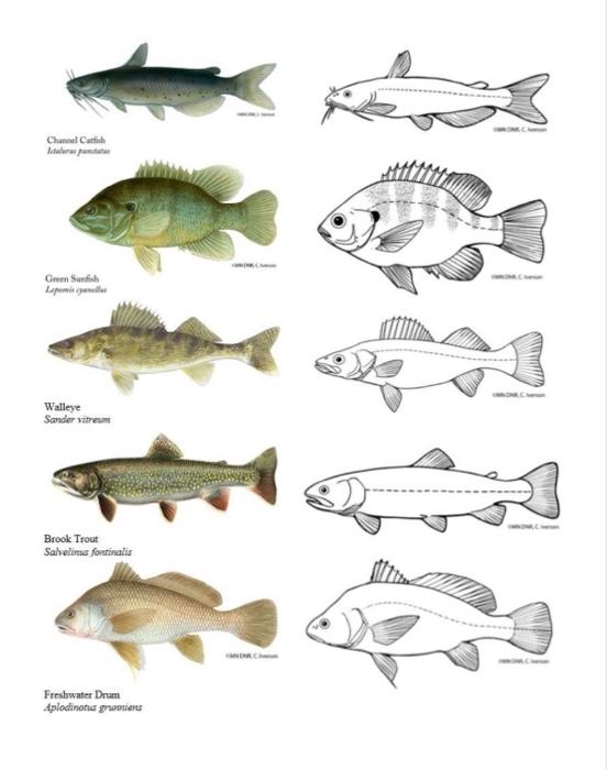 Solved Activity Two - Fish Dichotomous Key Ray-finned Fish | Chegg.com