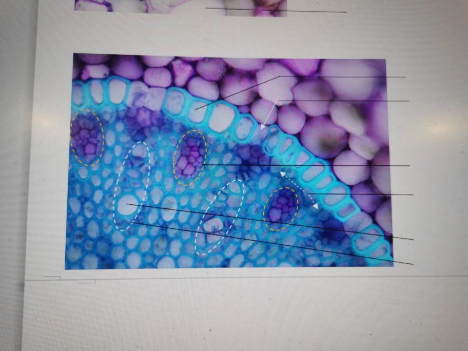 Solved cross section of root of moth orchid, the part near | Chegg.com
