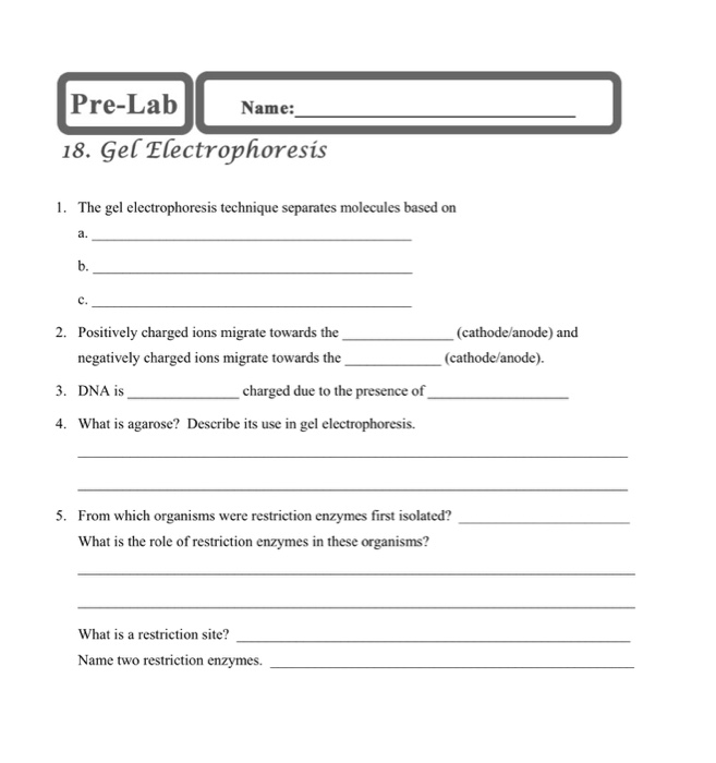 Solved Pre-Lab Name: 18. Gel Electrophoresis 1. The gel | Chegg.com