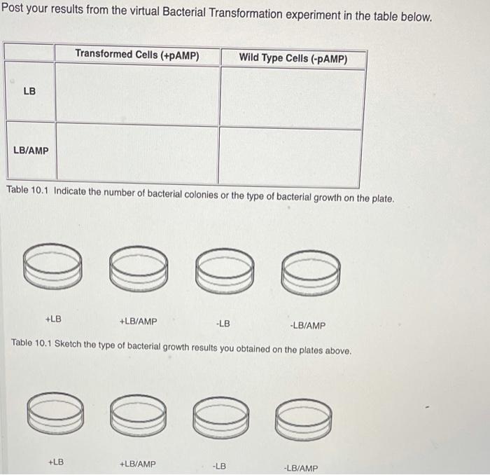 Solved Results of the Lab Ex 10 - Bacterial Transformation | Chegg.com