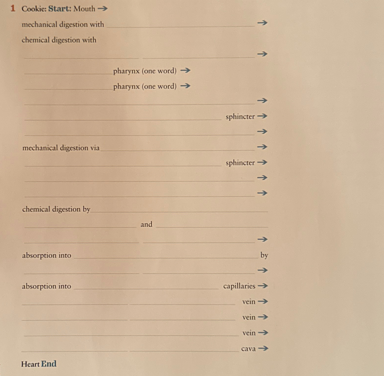 Solved 1 ﻿Cookie: Start: Mouth →mechanical digestion with → | Chegg.com
