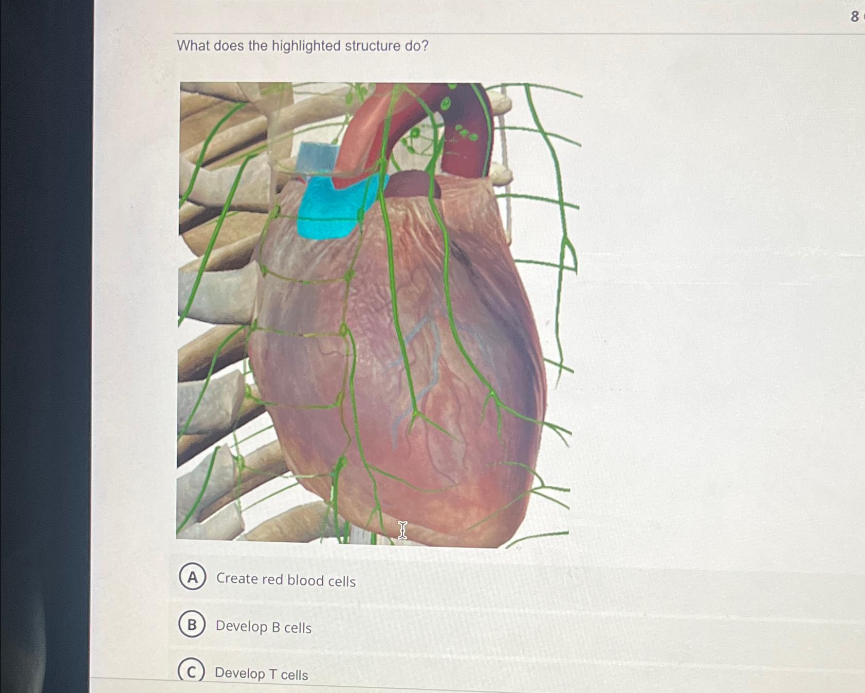 Solved 8What does the highlighted structure do?Create red | Chegg.com