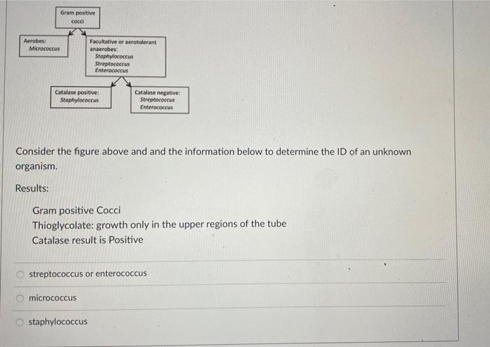Solved Gram positive coci Aerobes: Micrococcus Facultative | Chegg.com