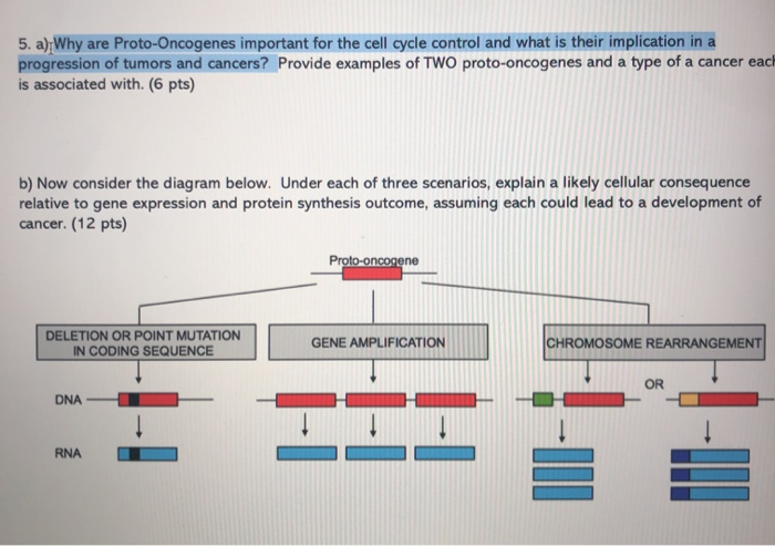 Solved 5. a), Why are Proto-Oncogenes important for the cell | Chegg.com
