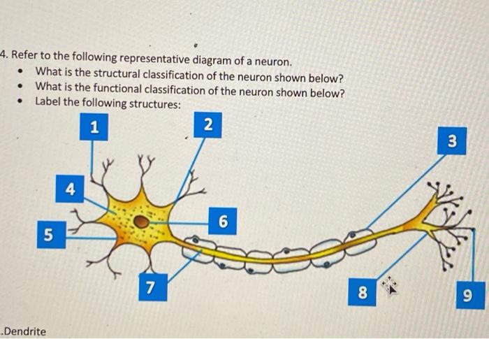 Solved 4. Refer to the following representative diagram of a | Chegg.com