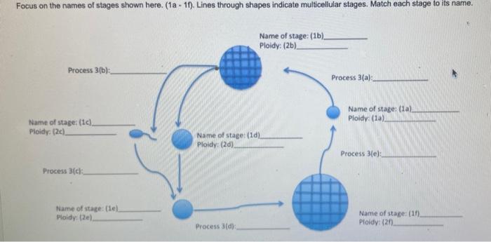 Solved Focus on the names of stages shown here. (1a - 1f). | Chegg.com