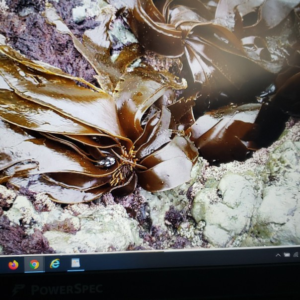 Solved е в POWERSPEC Search POWERSPEC The structures | Chegg.com