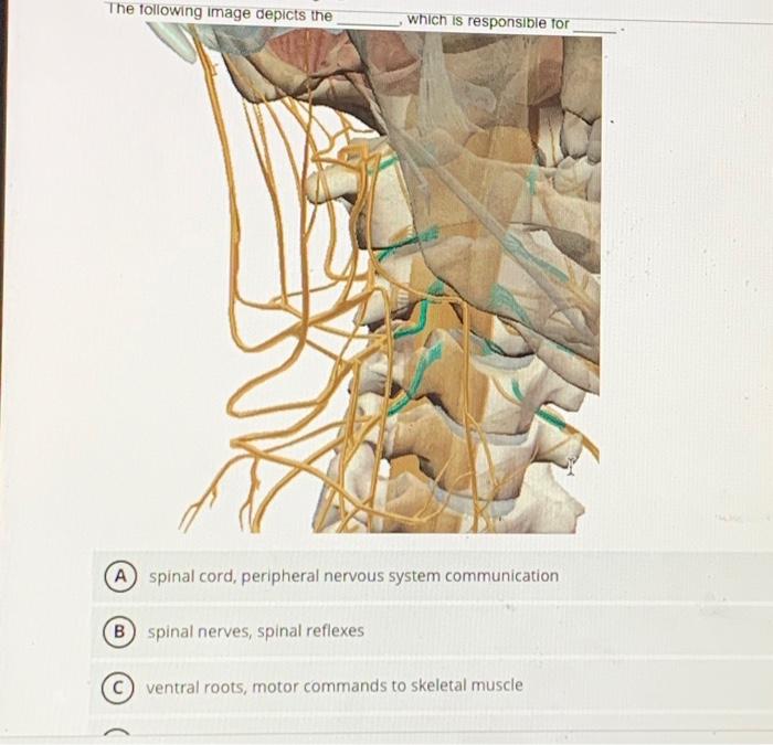 Solved spinal cord, peripheral nervous system communication | Chegg.com