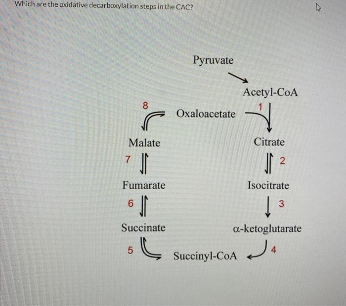 Solved Which are the oxidative decarboxylation steps in the | Chegg.com