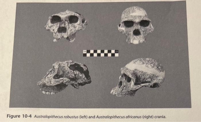 Solved 10-4 How do Australopithecus robustus and | Chegg.com