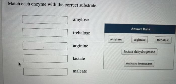 Solved Match each enzyme with the correct substrate. amylose | Chegg.com