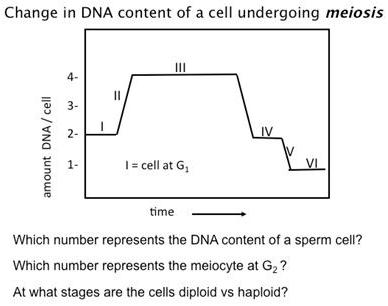 Solved Change in DNA content of a cell undergoing meiosis | Chegg.com