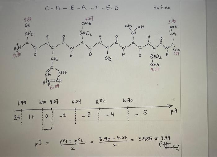 Solved Worksheet on how to draw the structure of a peptide | Chegg.com