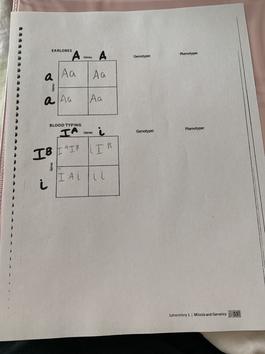 Solved Y T K 2 R J 1 E Н. HAIR COLOR Genotypes Phenotype 257 | Chegg.com