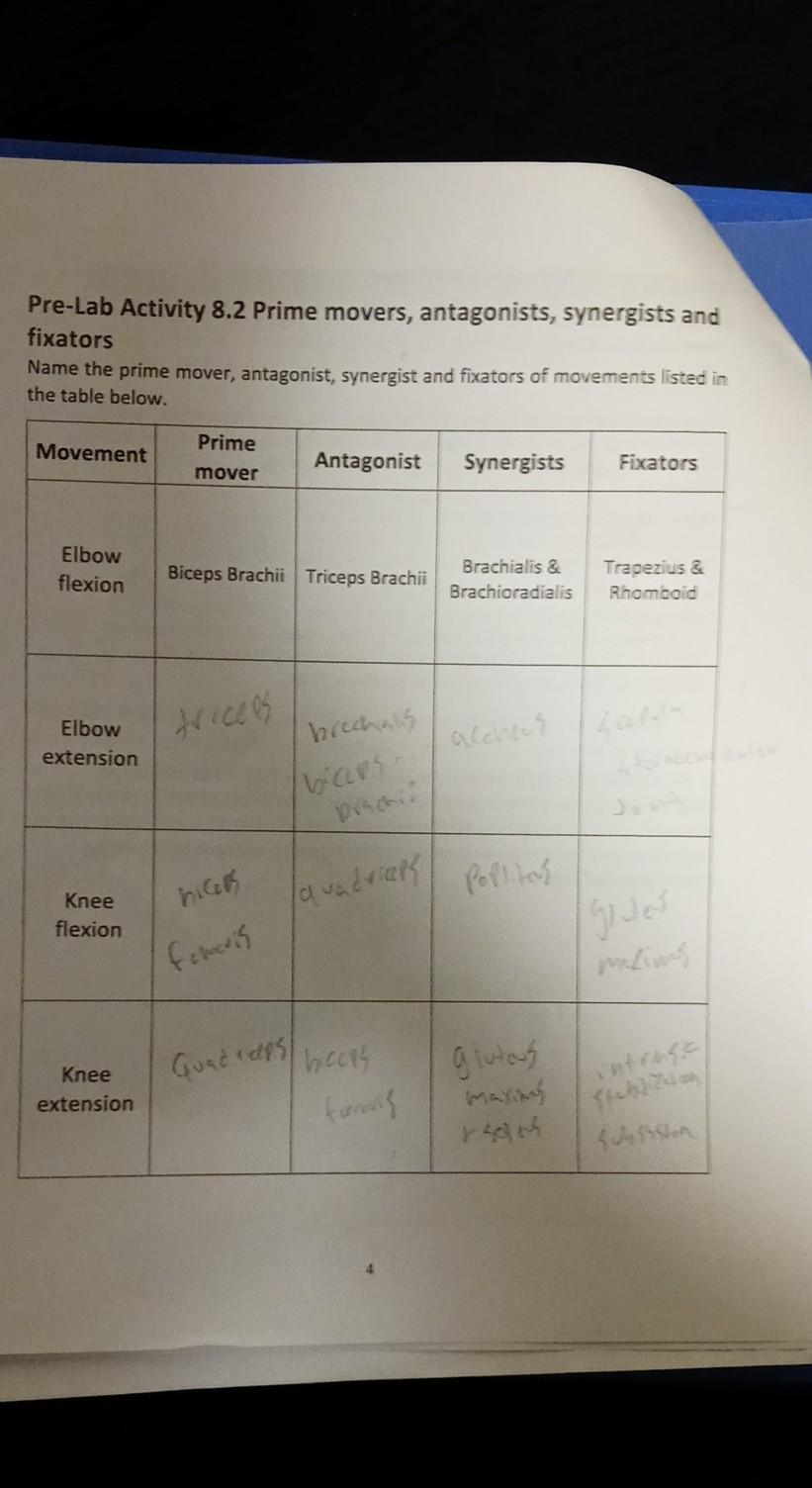 Solved Pre-Lab Activity 8.2 Prime movers, antagonists, | Chegg.com