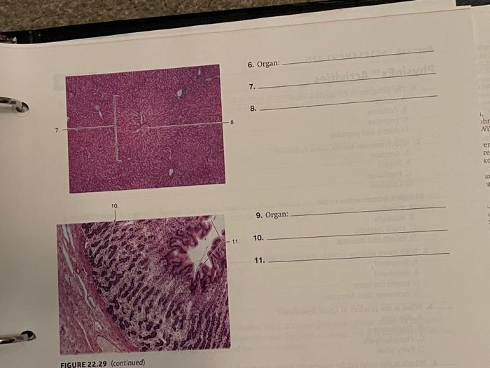 Solved Anatomy of the Digestive System Complete the labeling | Chegg.com