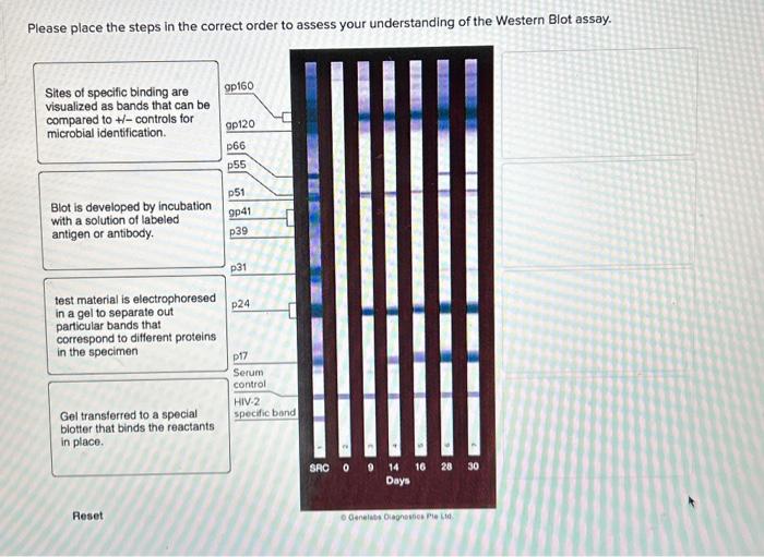 Solved Please label the image to examine various aspects of | Chegg.com