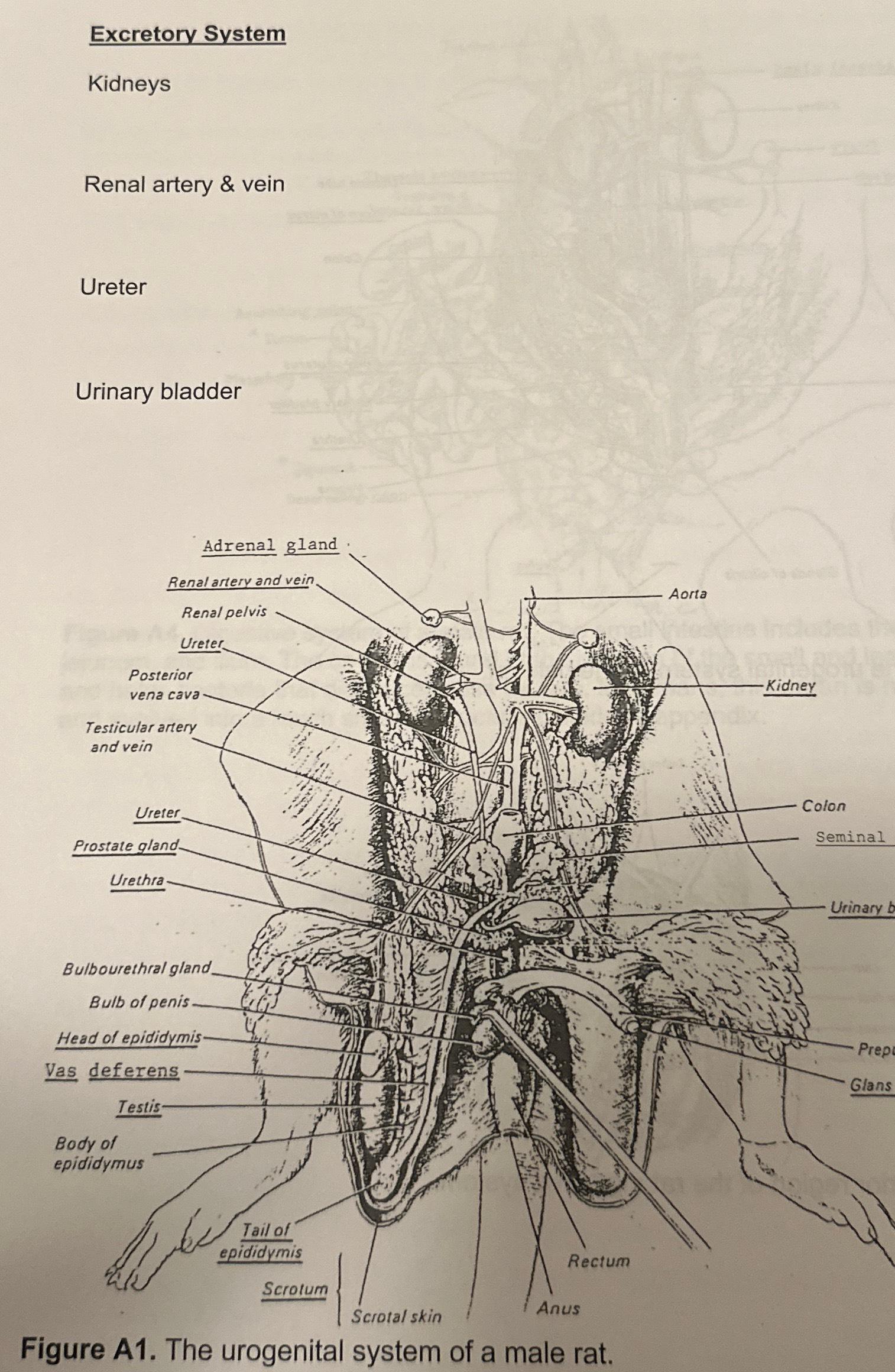 Solved Excretory SystemKidneysRenal artery & | Chegg.com