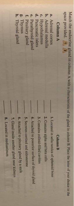 Solved Match the endocrine gland in column A with a | Chegg.com