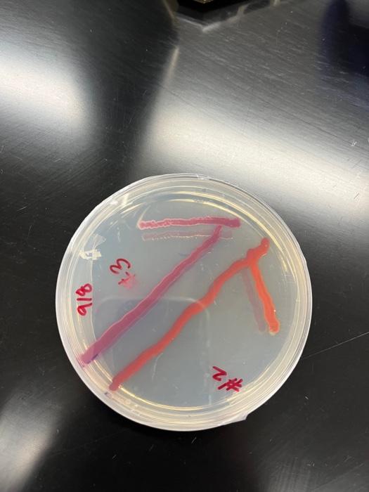 6. Based on your observation of the Mutant 2 vs 3 | Chegg.com
