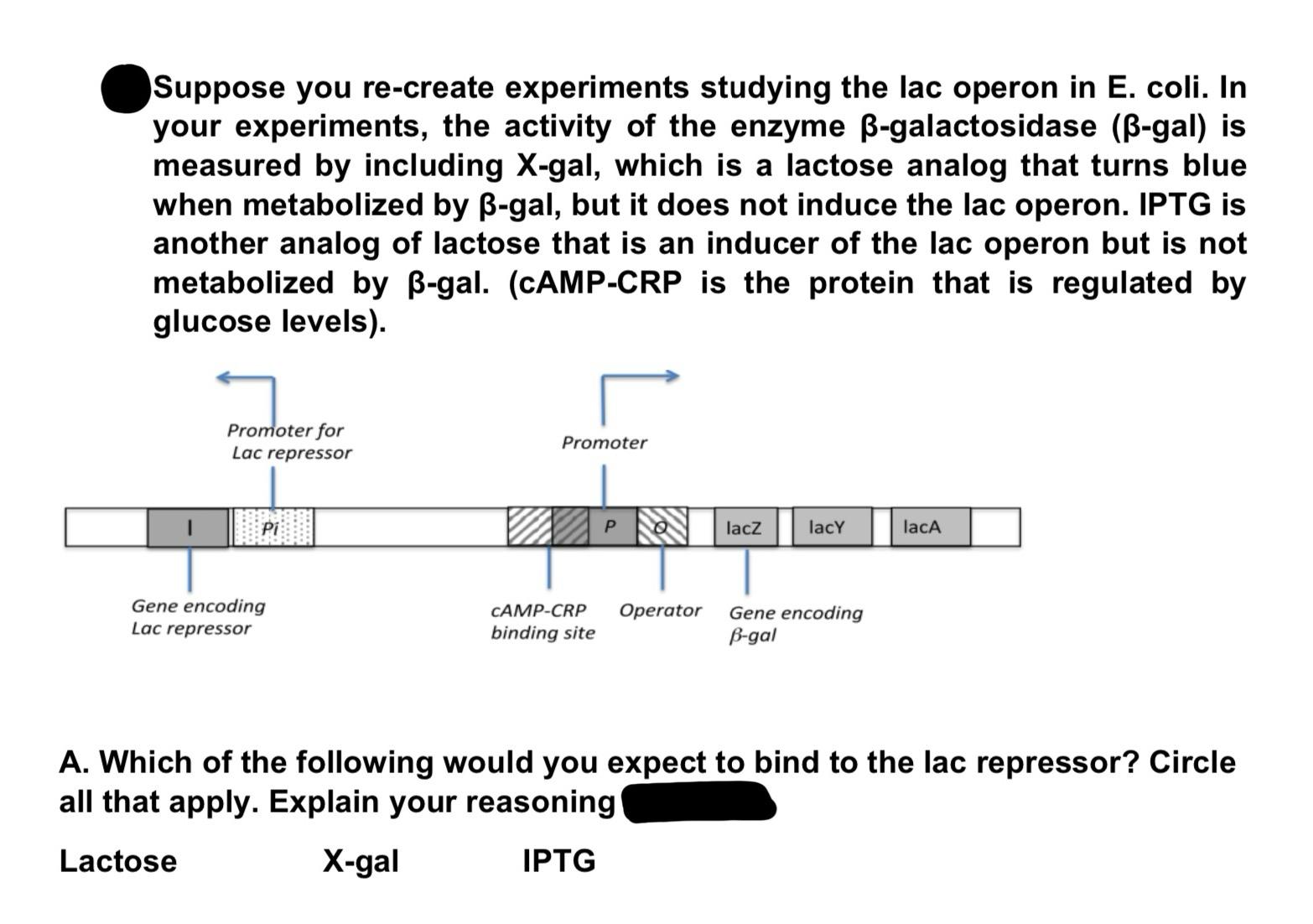 Solved Suppose you re-create experiments studying the lac | Chegg.com