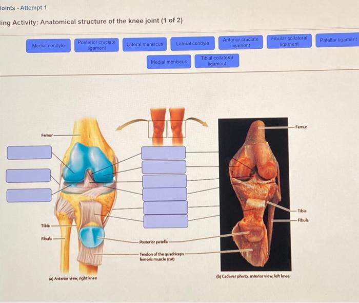 Solved ing Activity: Anatomical structure of the knee joint | Chegg.com