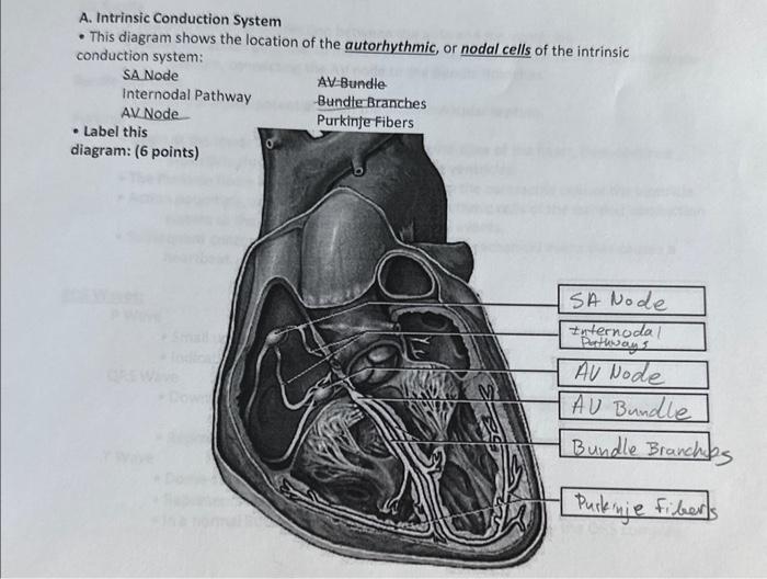 Solved A. Intrinsic Conduction System - This diag conductio | Chegg.com
