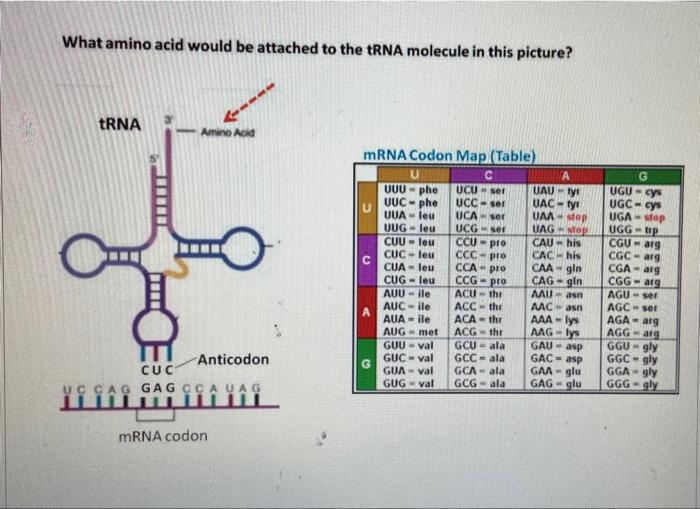 Solved What amino acid would be attached to the tRNA | Chegg.com
