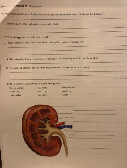 EXERCISE REVIEW SECTION 36 Urinary System Nam De Lab | Chegg.com