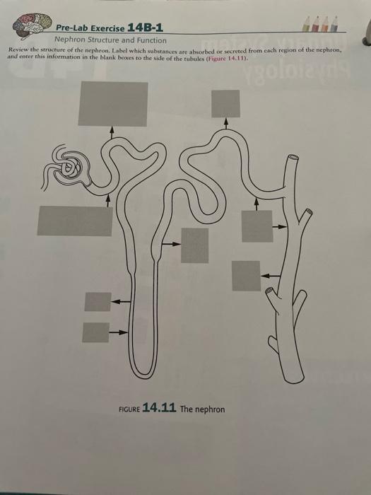 Pre-lab Exercise 25-2 Review Nephron Structure And Function
