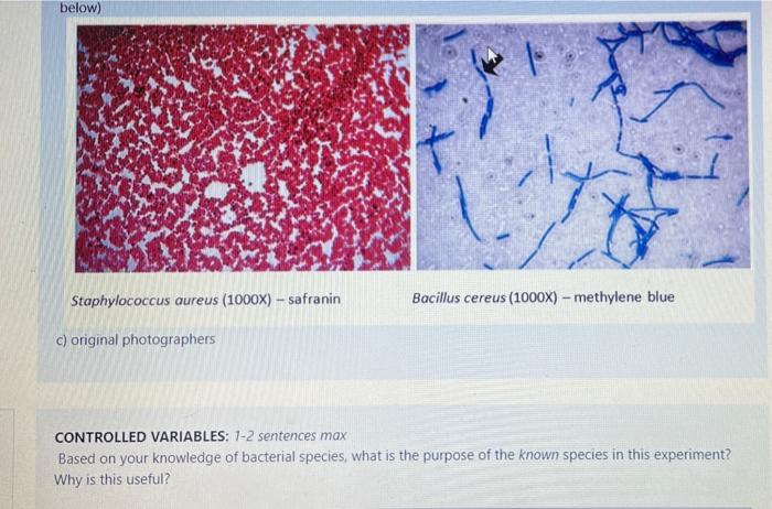 Solved below) 17 Staphylococcus aureus (1000x) - safranin | Chegg.com