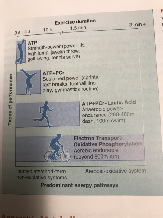 Solved F V Exercise duration 1.5 min 3 min + 10 s Os 4 s ATP | Chegg.com