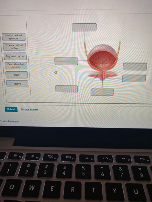 Solved Internal urethral sphincter External urethral Orifice | Chegg.com