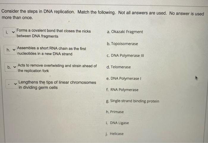 Solved Consider the steps in DNA replication. Match the | Chegg.com