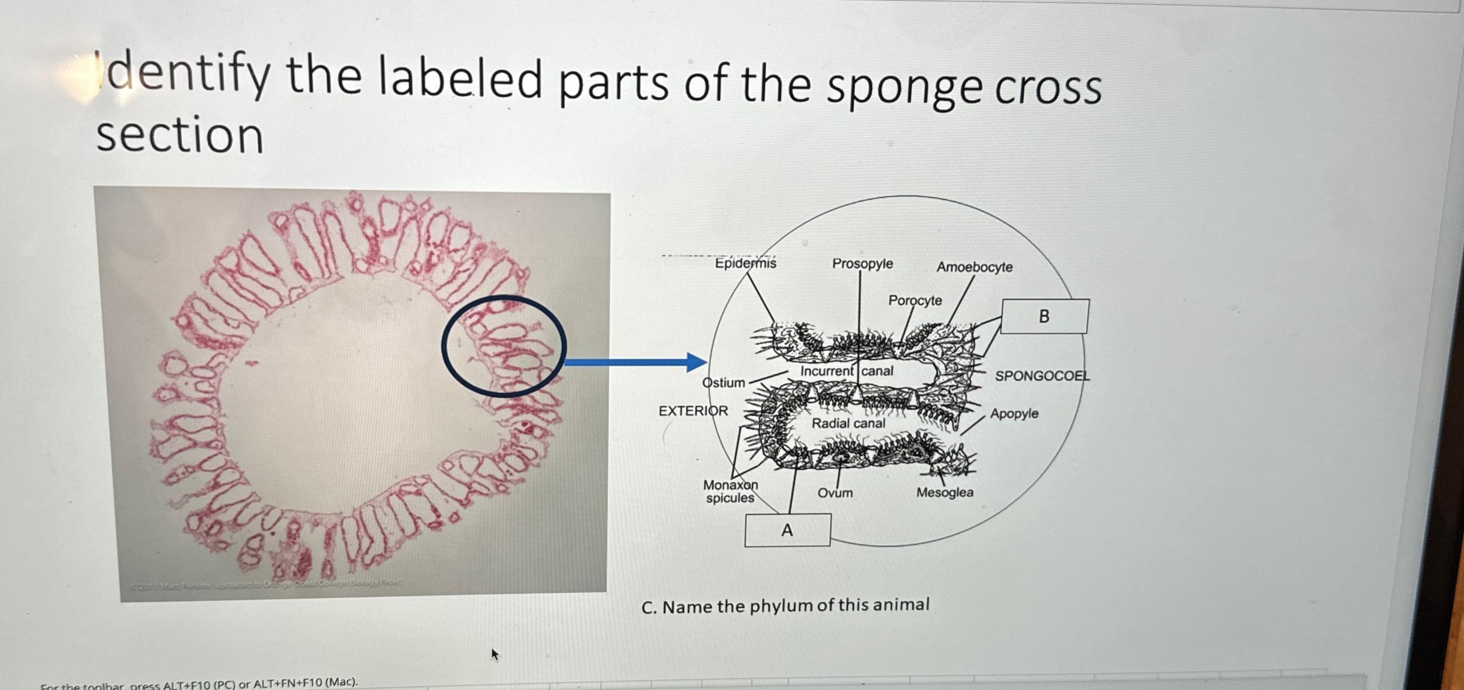 Solved dentify the labeled parts of the sponge cross | Chegg.com