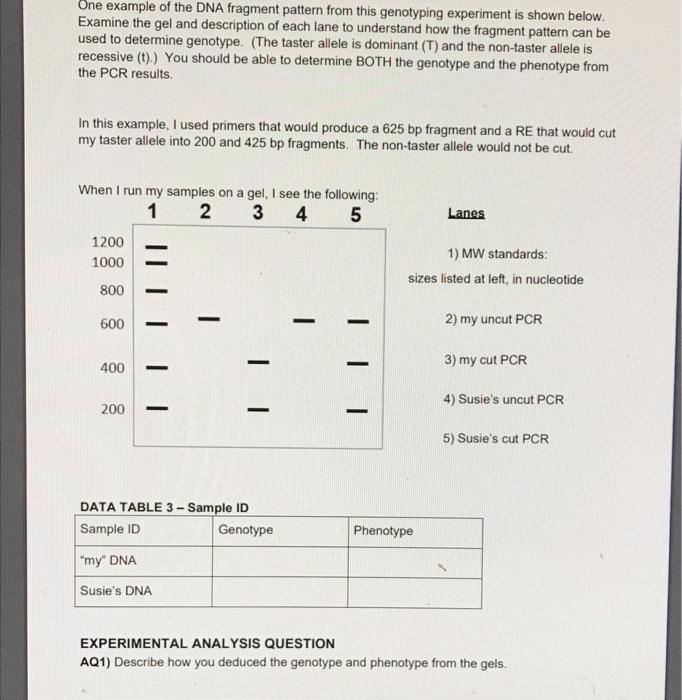 Solved One example of the DNA fragment pattern from this | Chegg.com