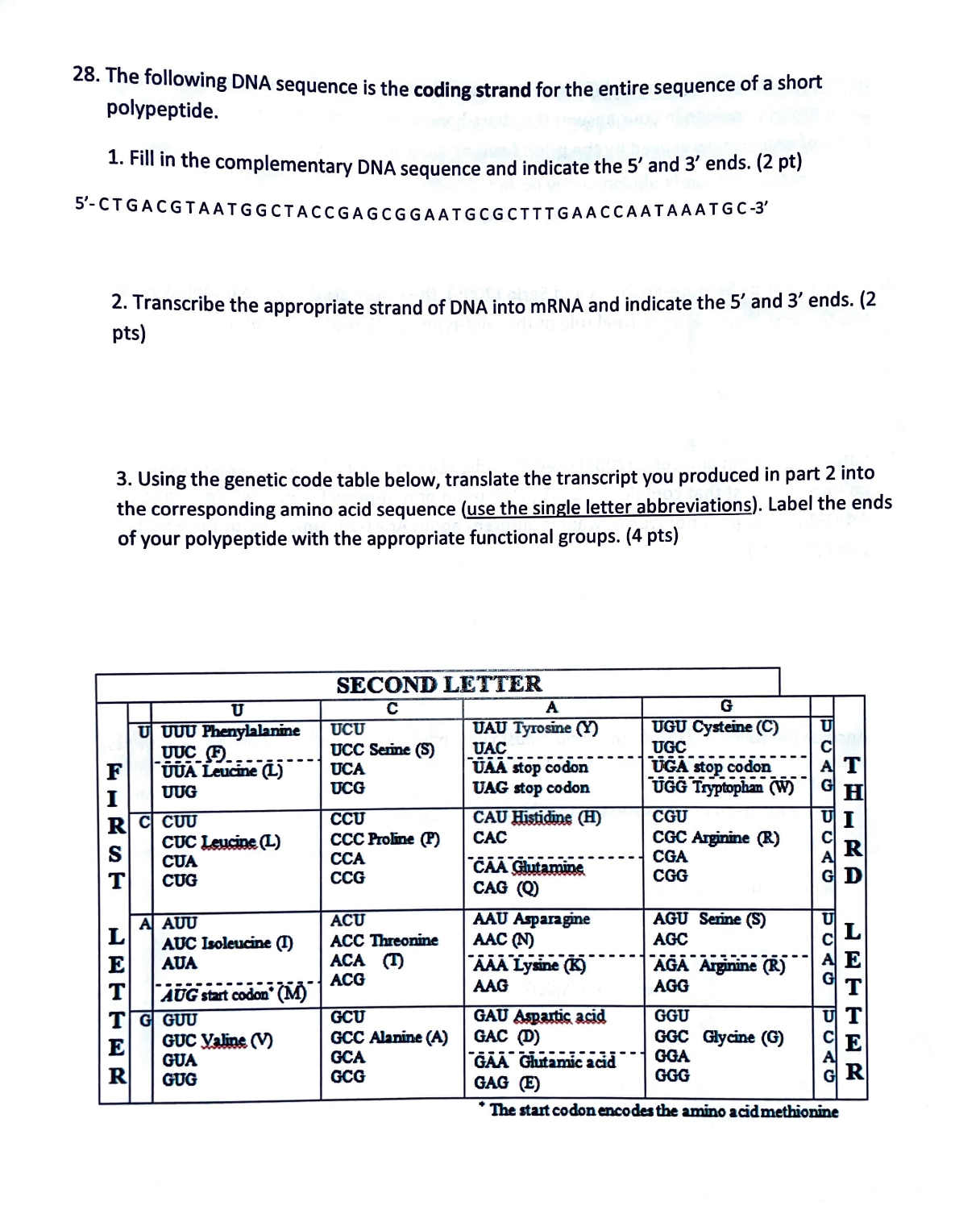 Solved 28. ﻿The following DNA sequence is the coding strand | Chegg.com