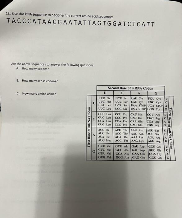Solved 13. Use this DNA sequence to decipher the correct | Chegg.com