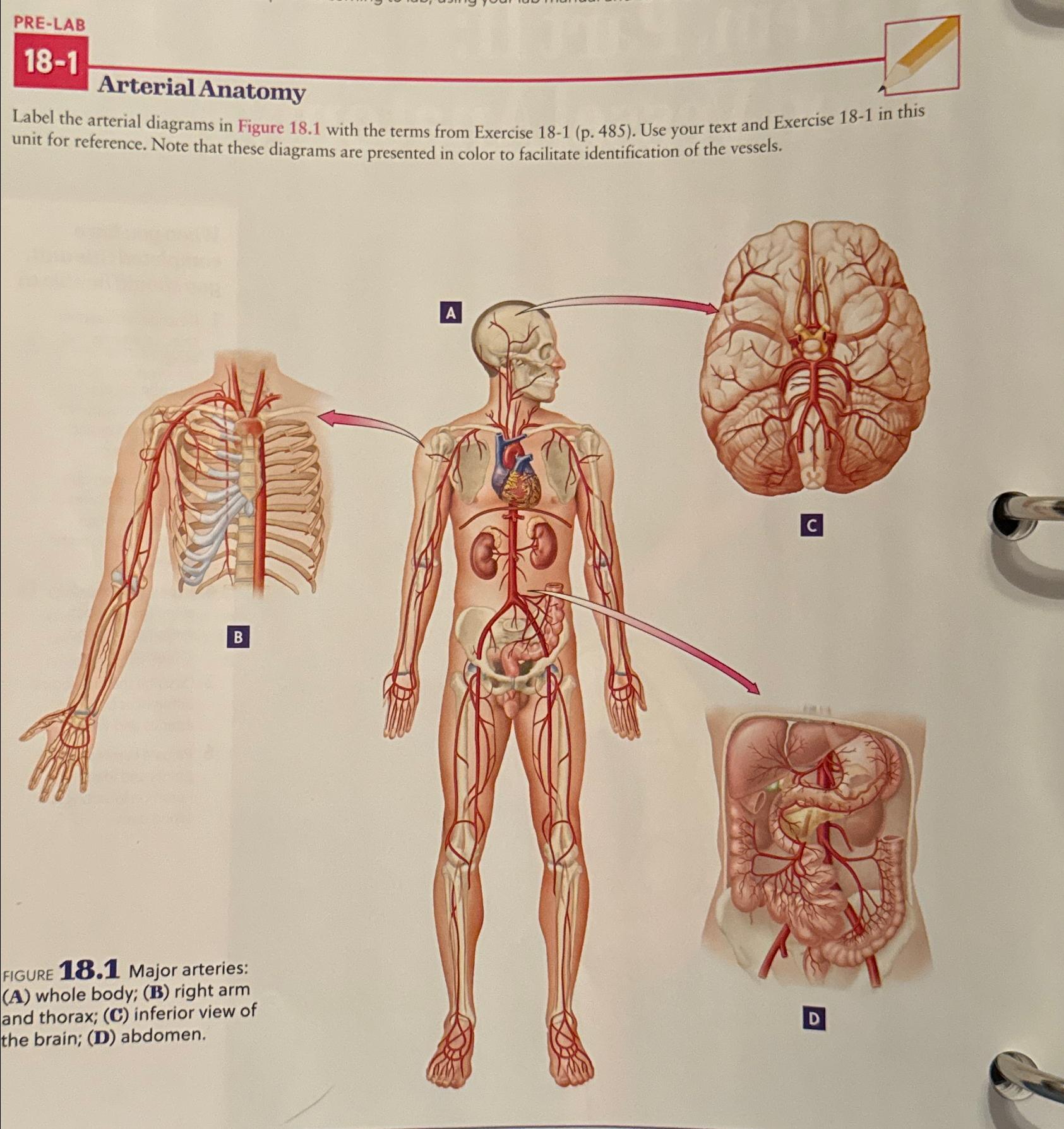 Solved PRE-LAB 18-1Arterial AnatomyLabel the arterial | Chegg.com